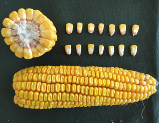 黄熟期（R5）・ ミルクライン | 子実コーンNAVI | サナテックシード株式会社